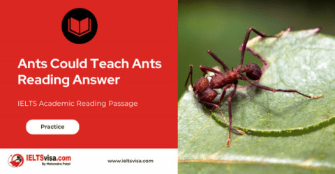 Ants Could Teach Ants IELTS Reading with Answers