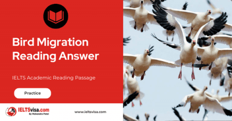 Bird Migration IELTS Reading Answers Explained