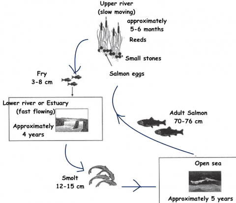 Task 1 - Diagram - The life cycle of the salmon - IELTSvisa.com: Free ...