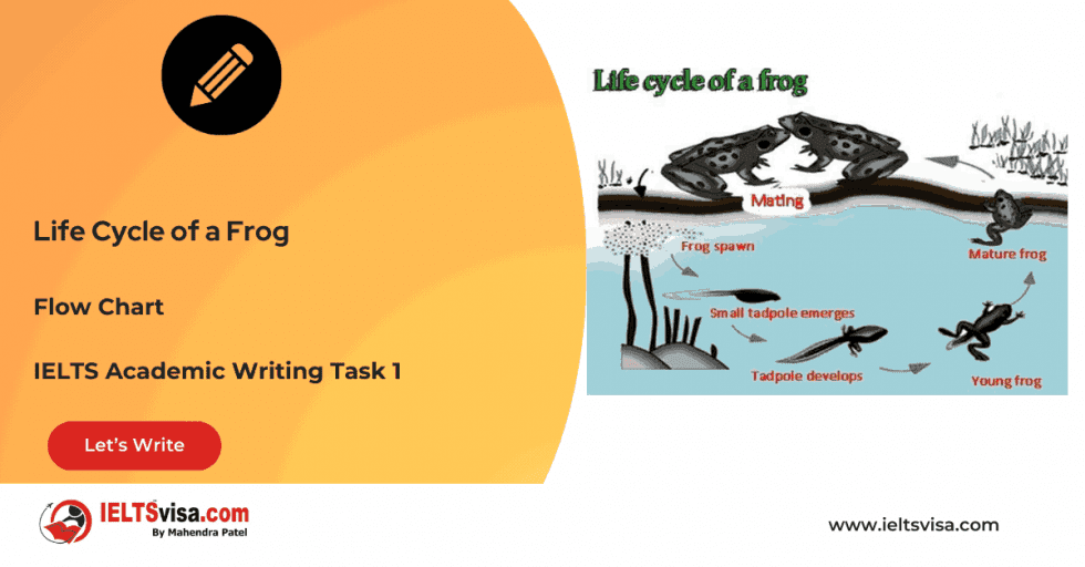 Life Cycle of a Frog